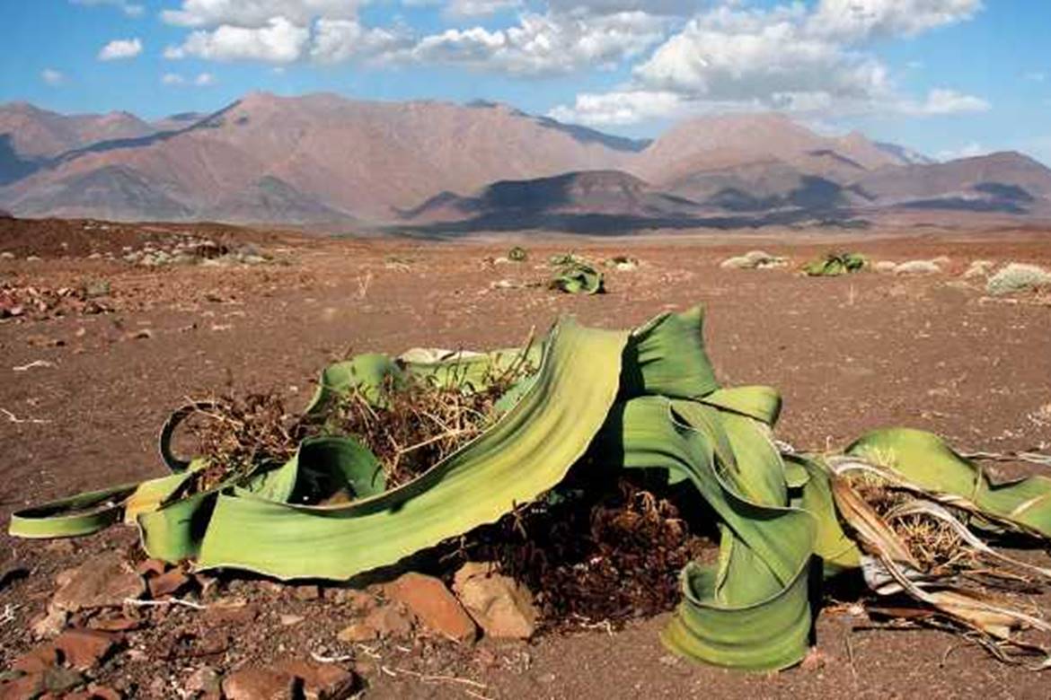 Planta que vive milhares de anos tem seus segredos genéticos revelados