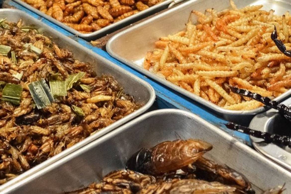 Comer insetos pode ser bom para o corpo e para o meio ambiente