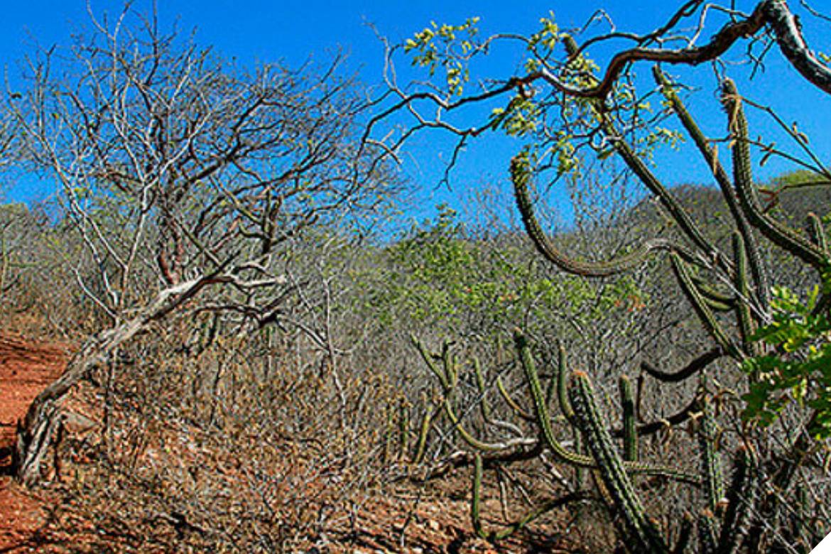 Dia Nacional da Caatinga: bioma ocupa cerca de 11% do território