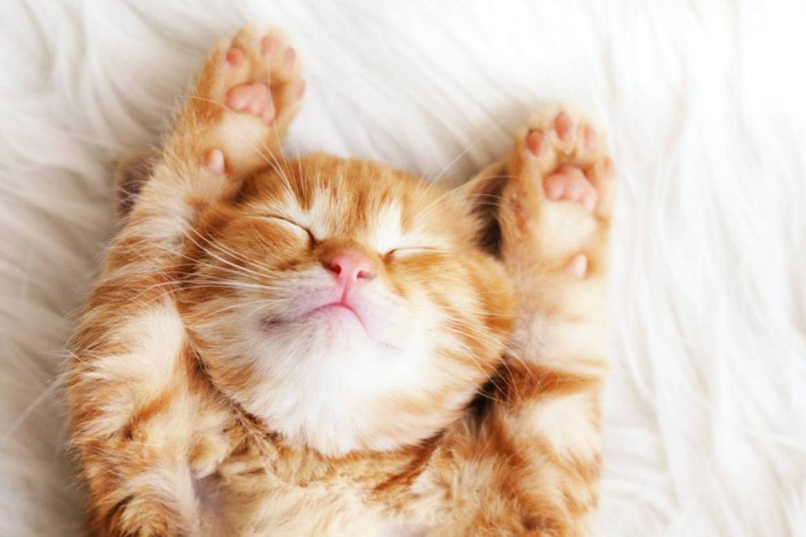 Veja as 10 curiosidades sobre gatos que 'talvez' você não sabia